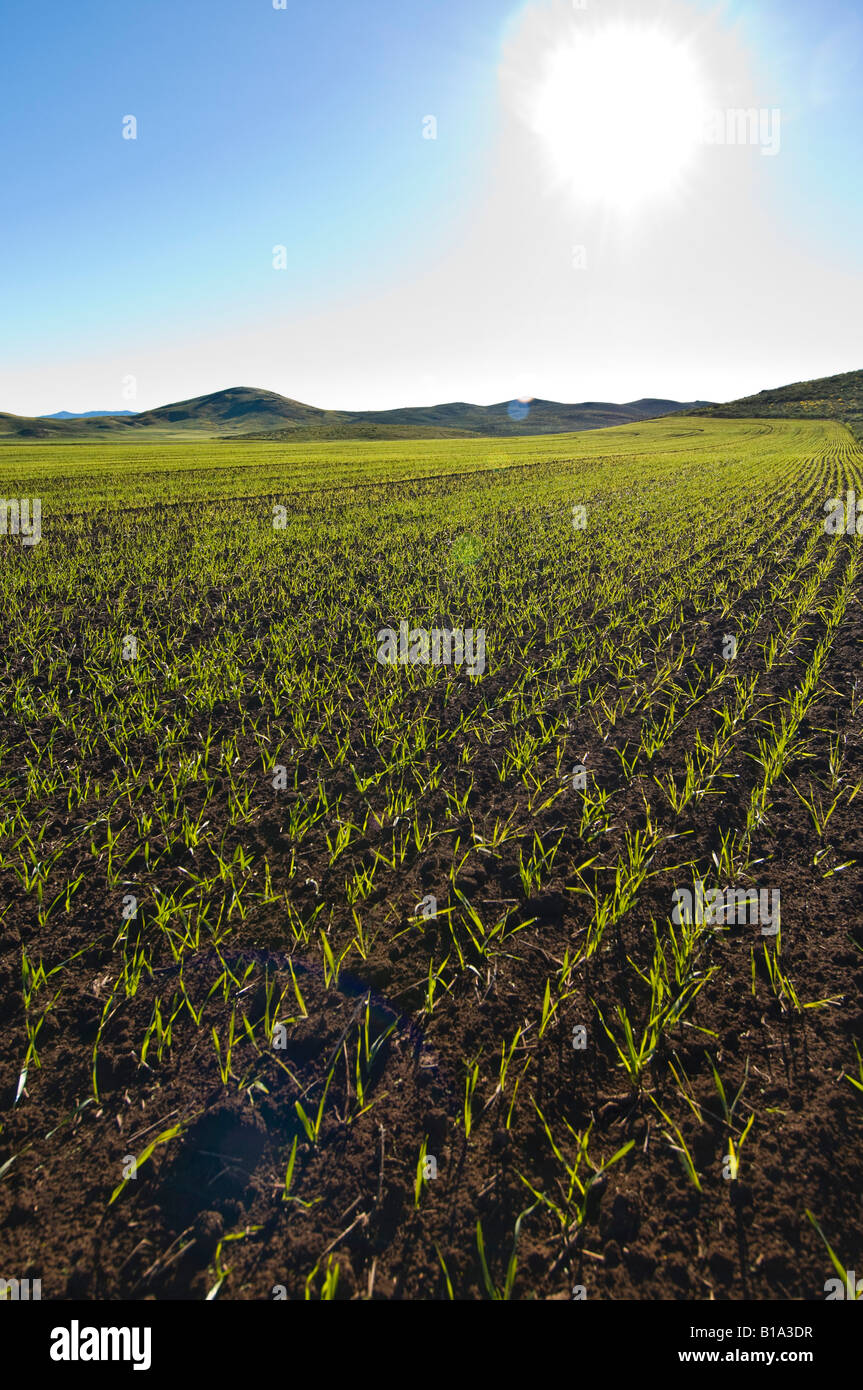 Idaho Agricultural land sprouts new life in spring Stock Photo - Alamy