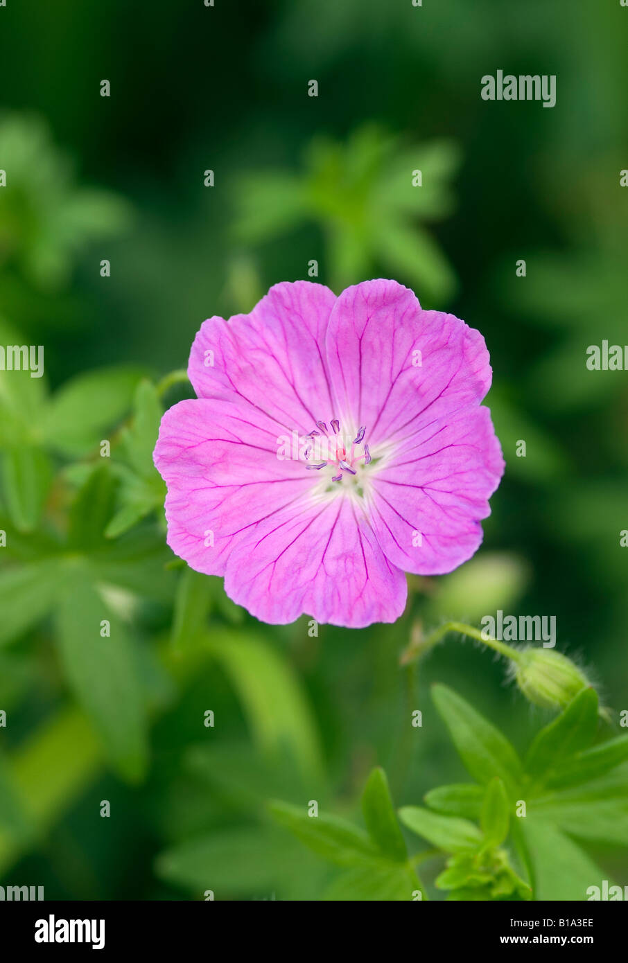 Sanguinium hi-res stock photography and images - Alamy