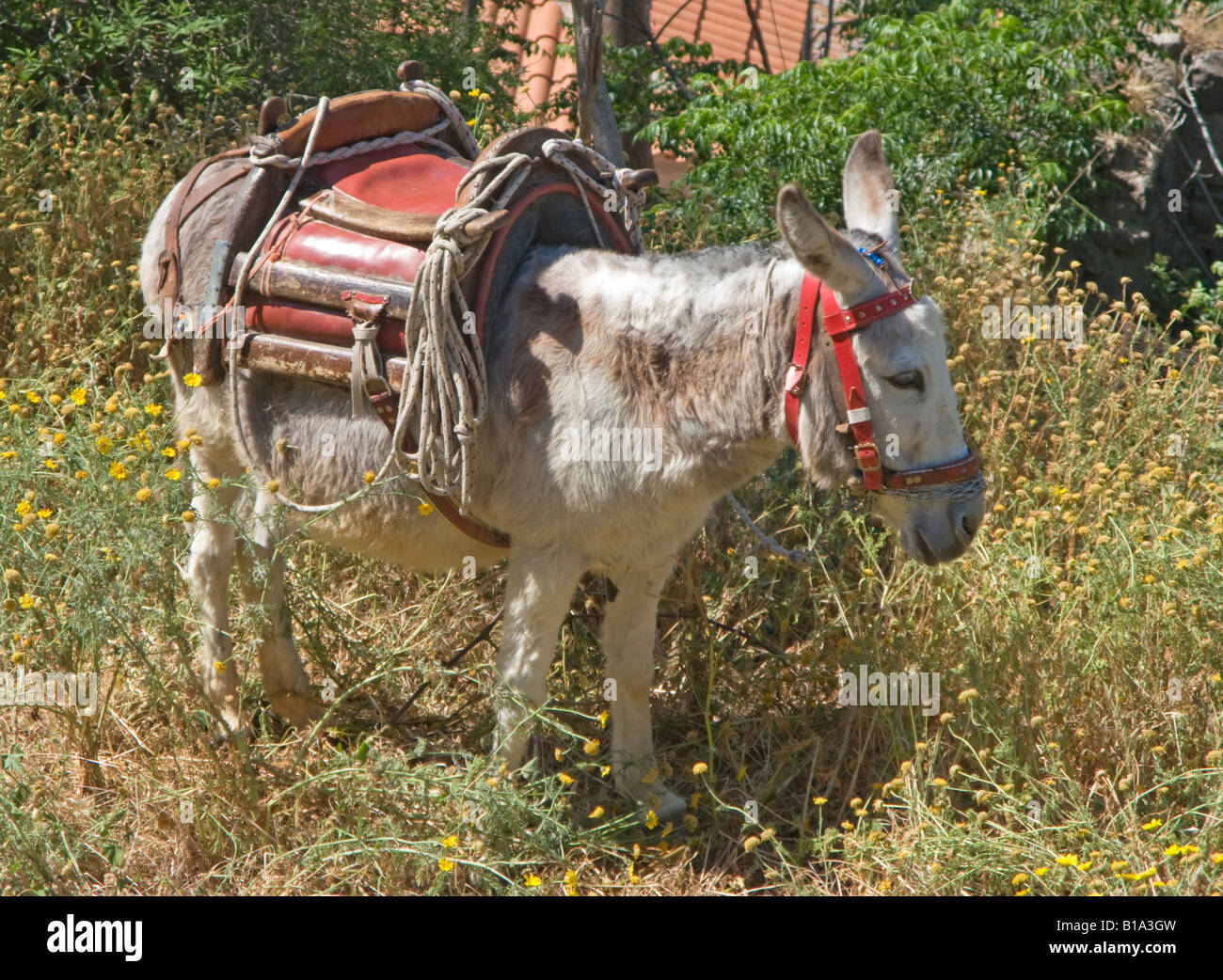 Greek Donkey Saddled Stock Photo - Alamy