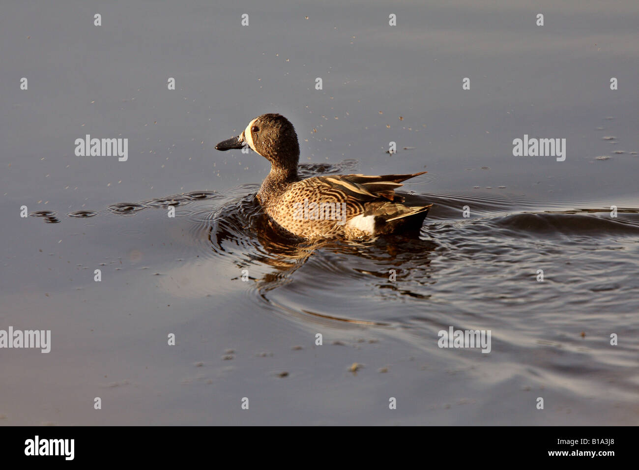 Blue winged Teal drake swimming in a roadside slough Stock Photo - Alamy
