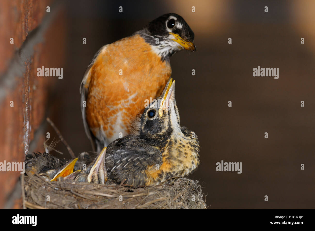 Crowded nest with three fledgling American Robins while mother looks on ...
