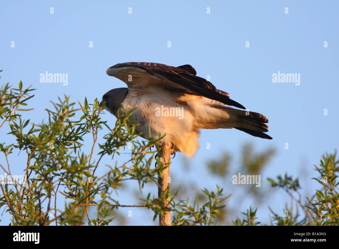 Swainson s Hawk perched on branch end Stock Photo - Alamy
