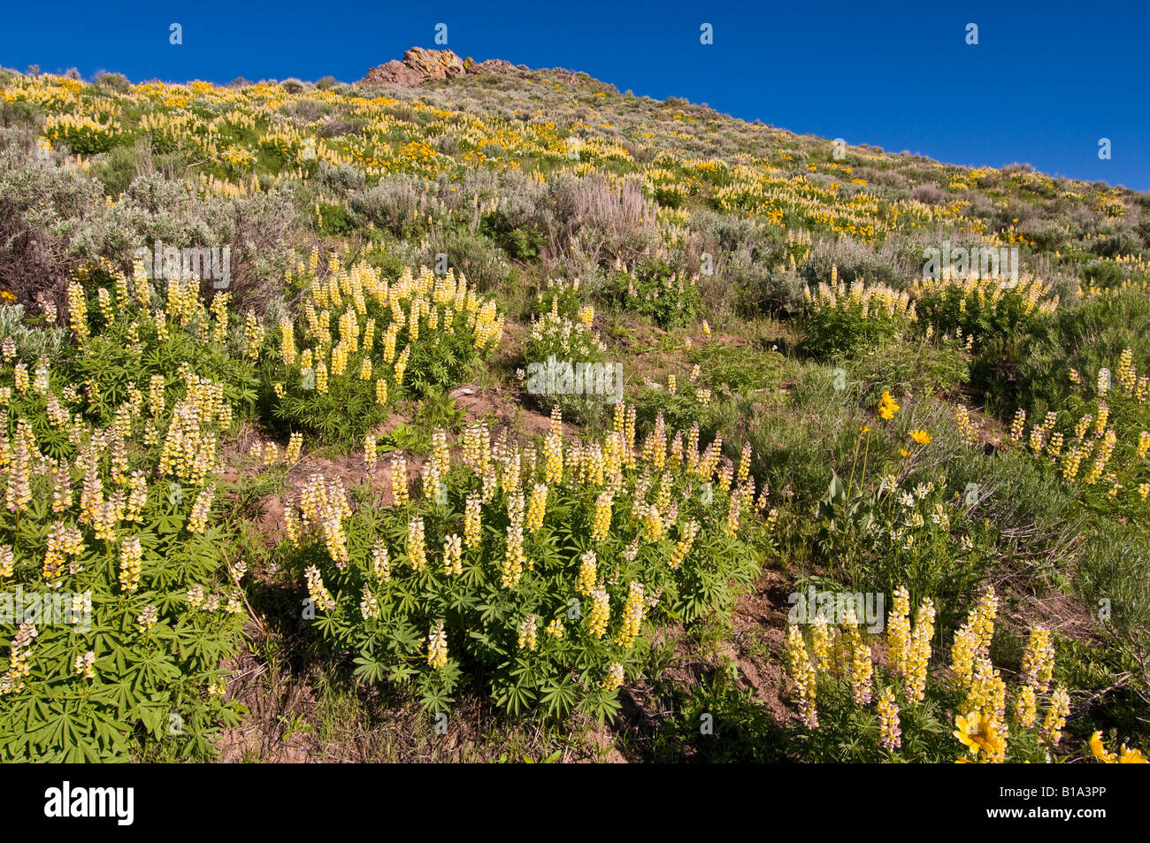Idaho Camas Prairie The Camas Prairie is a beautiful spot to see ...