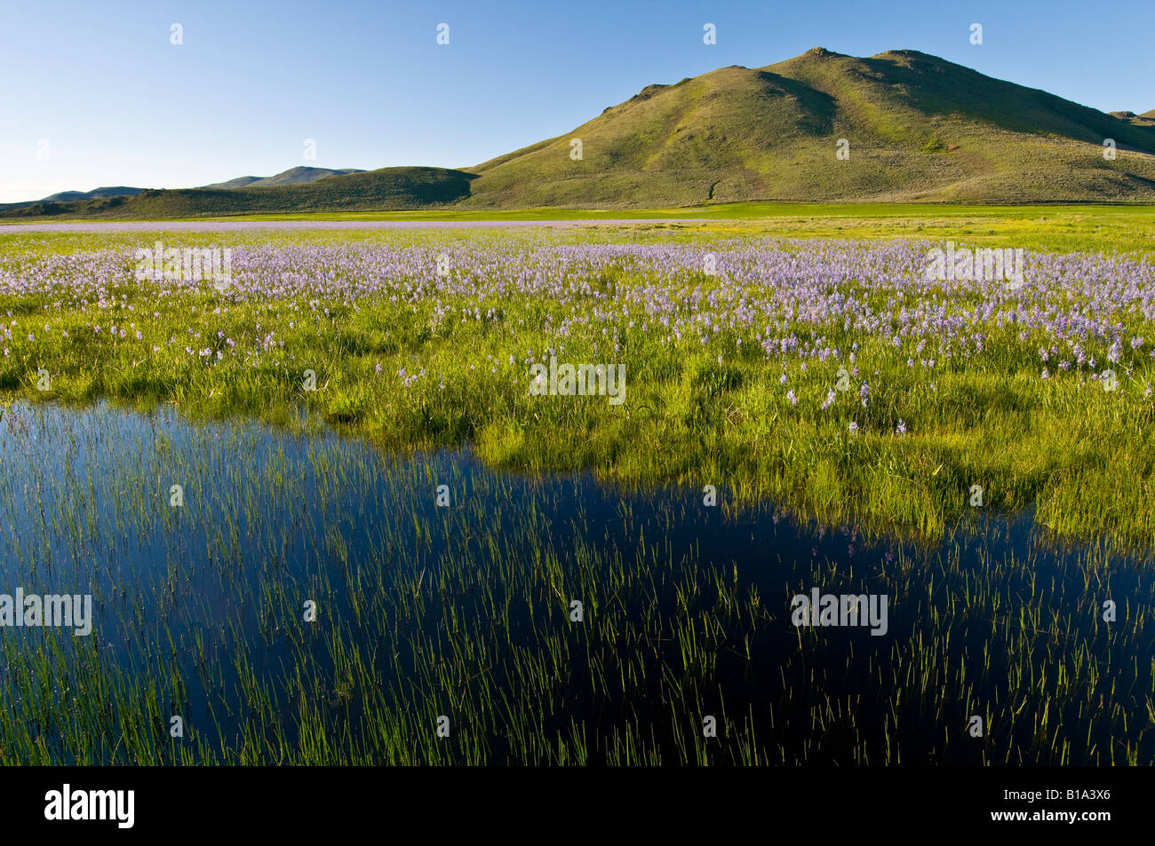 Camas marsh hi-res stock photography and images - Alamy