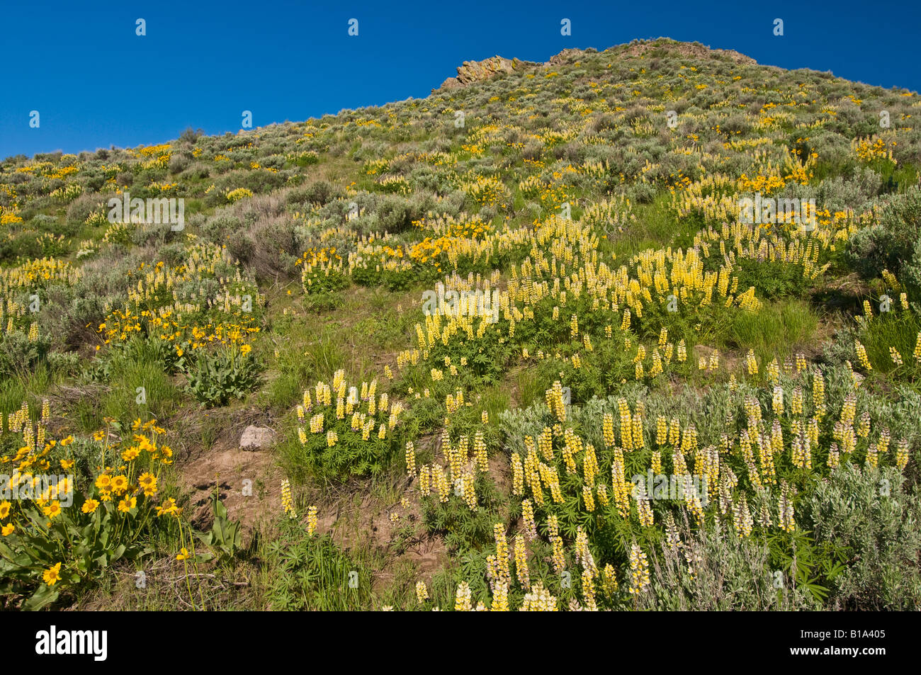 Idaho Camas Prairie The Camas Prairie is a beautiful spot to see ...