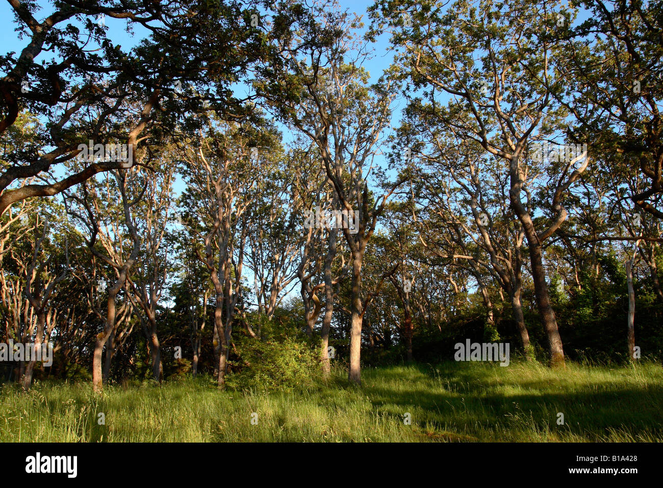Garry oak hi-res stock photography and images - Alamy