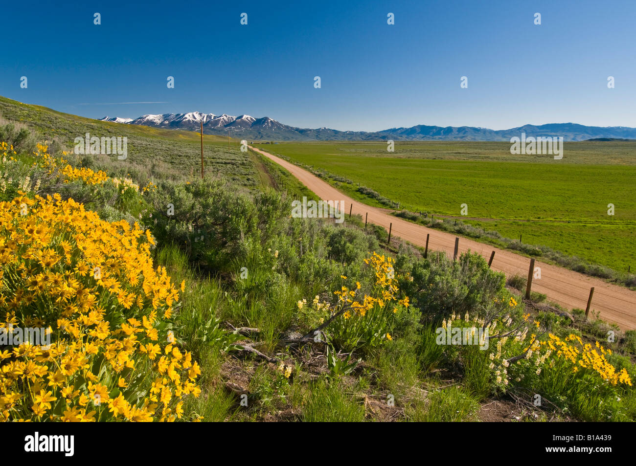 Idaho A country road runs through the colorful Camas Prairie in the ...