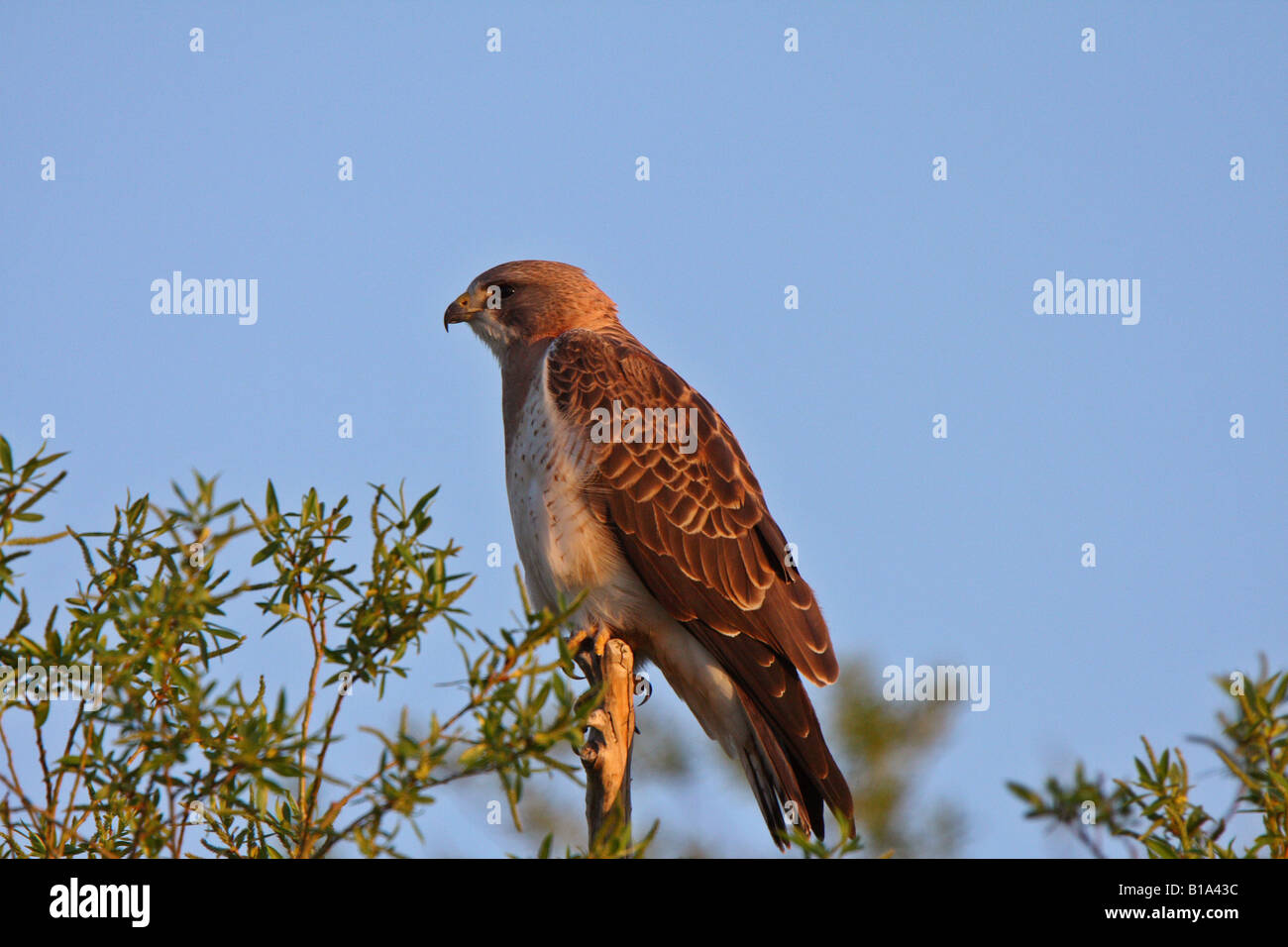 Swainson s Hawk perched on branch end Stock Photo - Alamy