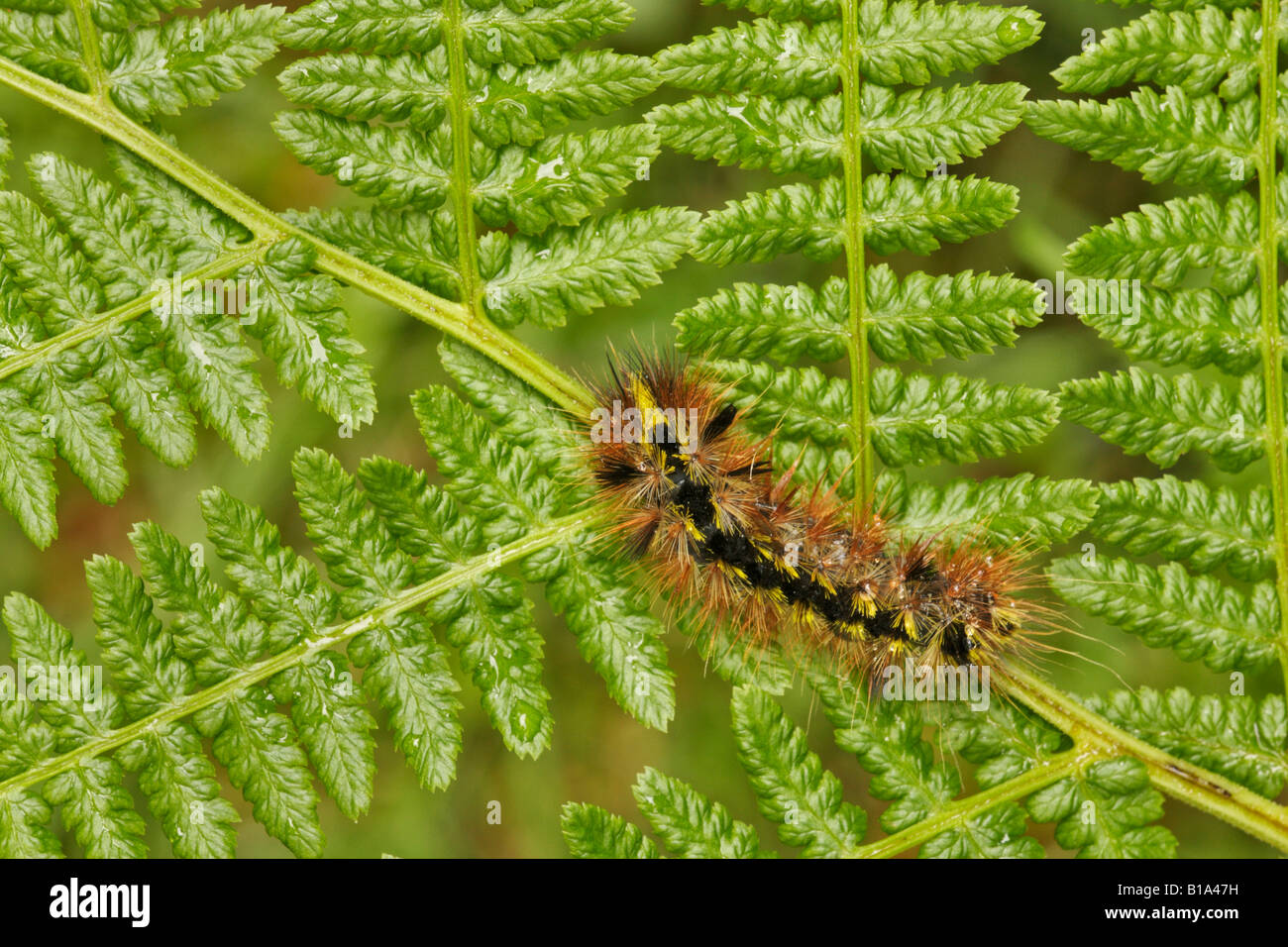Caterpillar on fern hi-res stock photography and images - Alamy