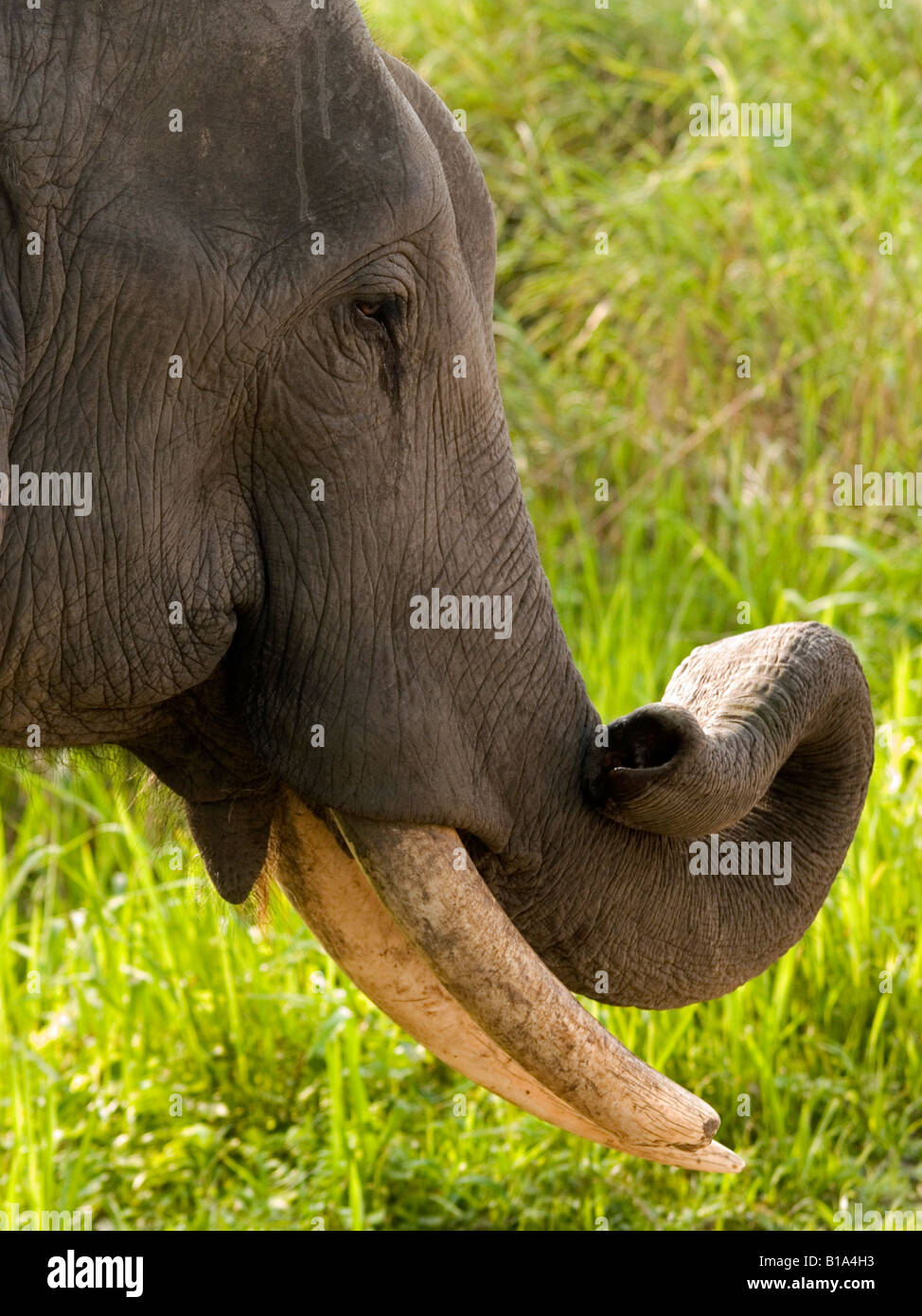 side view of Asian elephant in Kaziranga National Park in India Stock ...