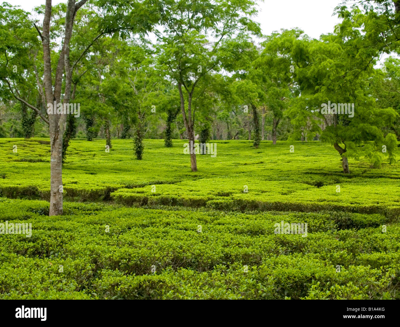 lush green tea plantations in Assam India Stock Photo - Alamy