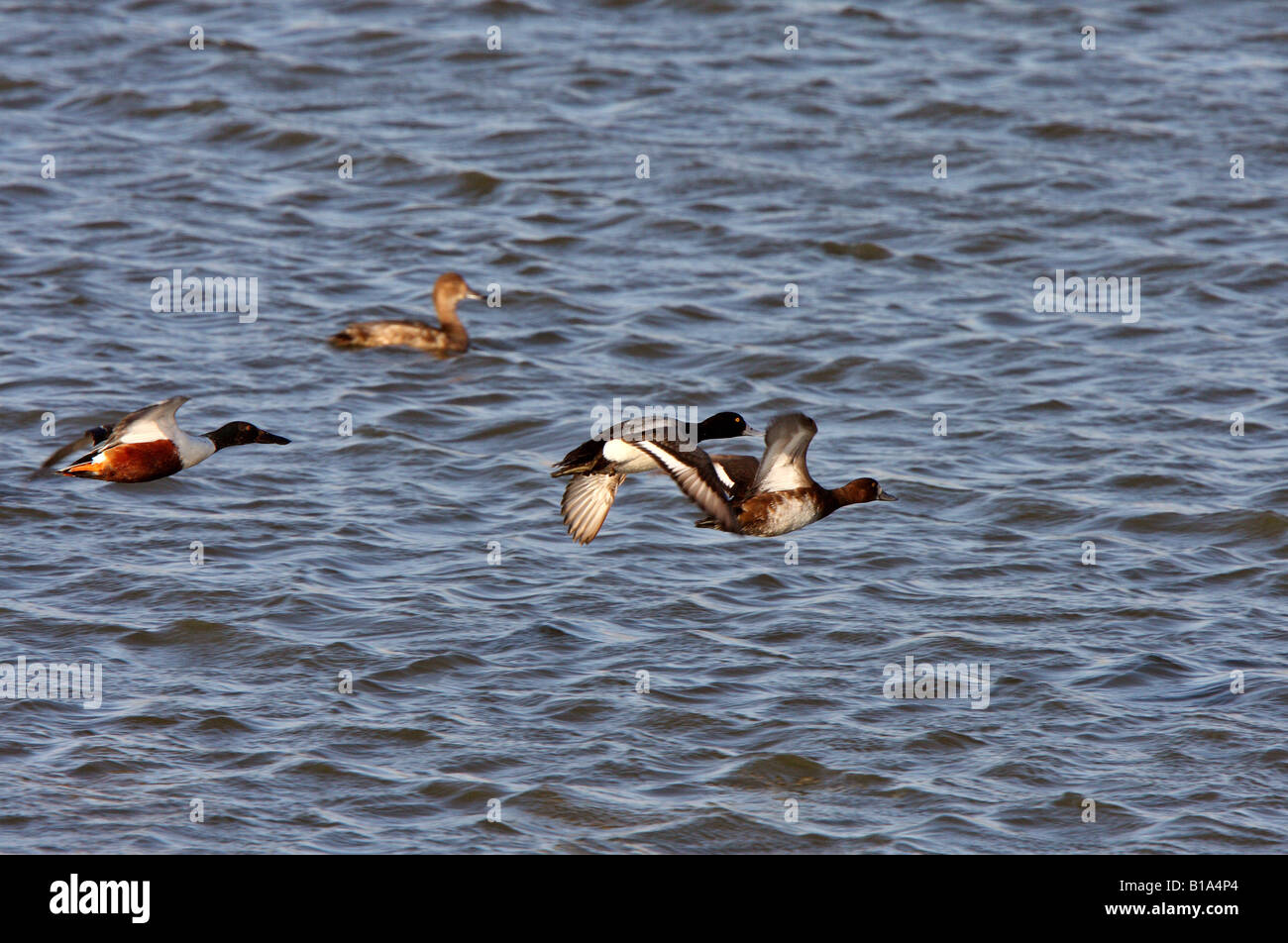 Lesser Scaups and Northern Shoveler ducks in flight Stock Photo - Alamy