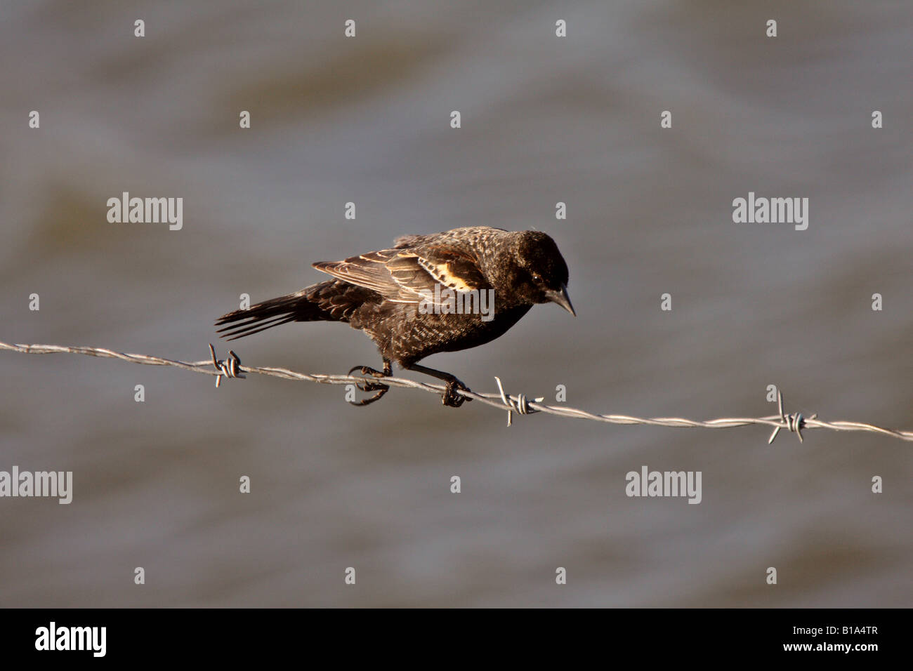Immature red winged blackbird hi-res stock photography and images - Alamy