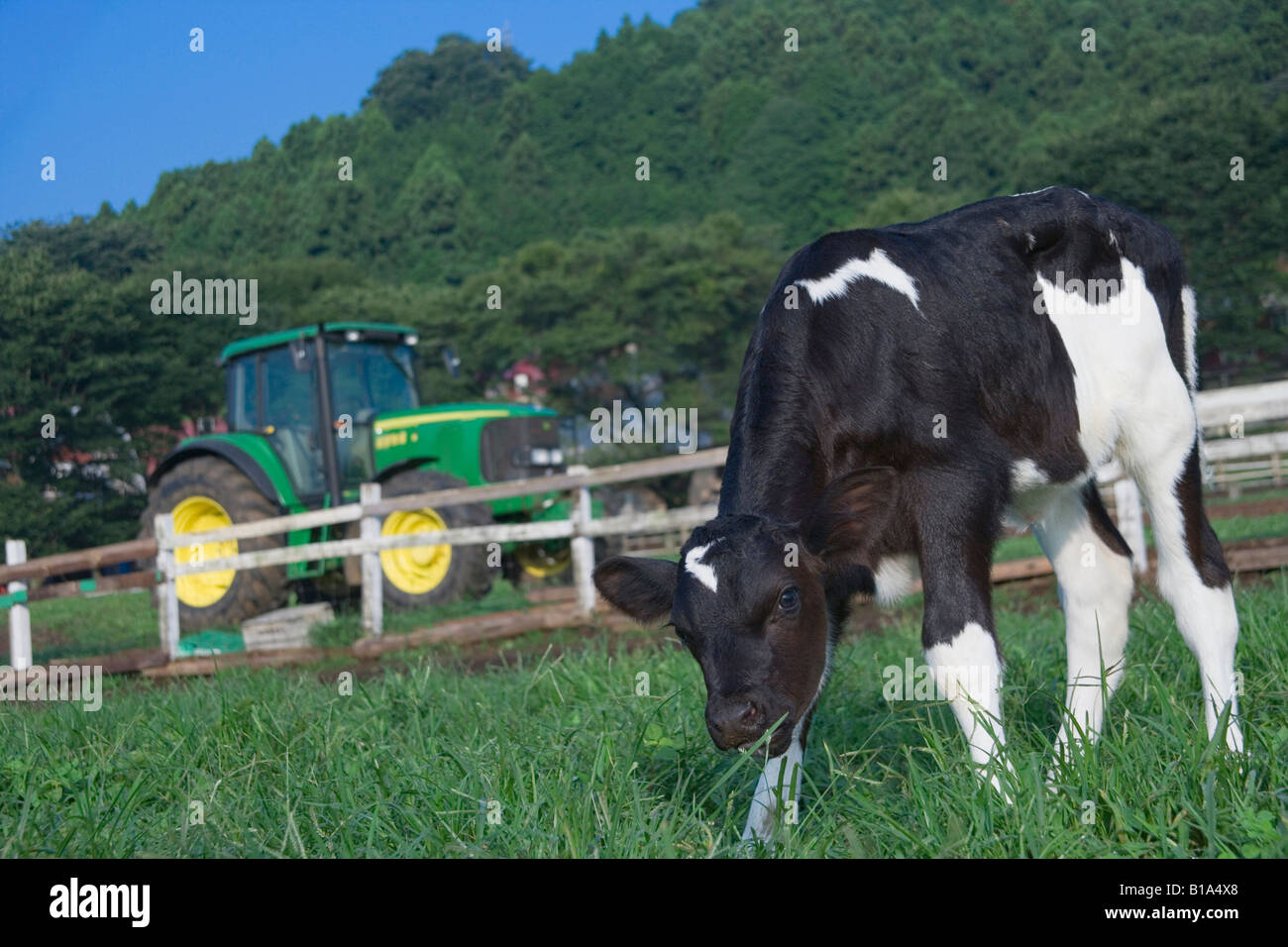 One calf eating grass Stock Photo - Alamy