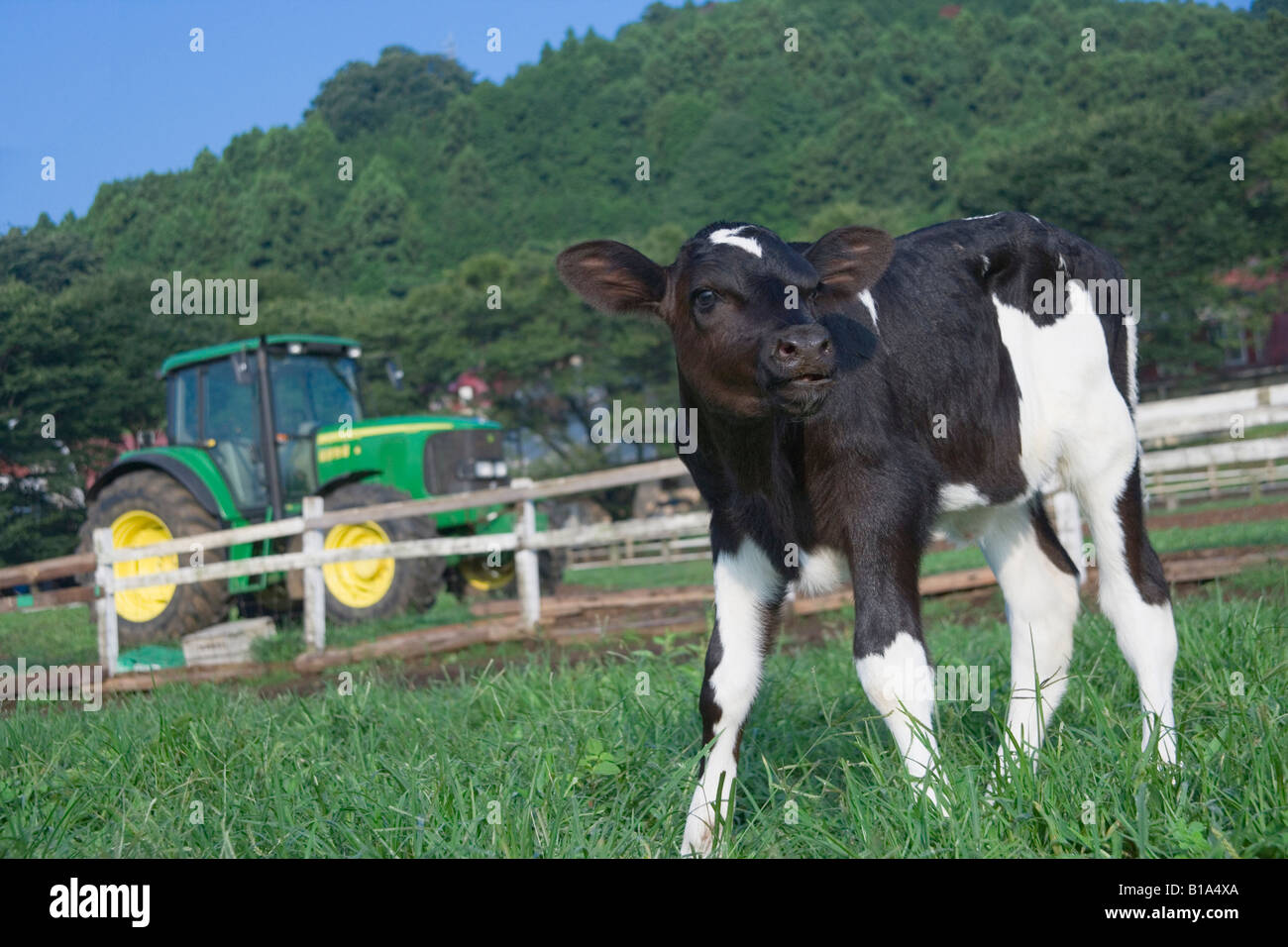 One calf standing Stock Photo - Alamy