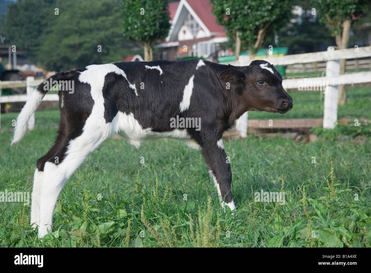 One calf standing Stock Photo - Alamy