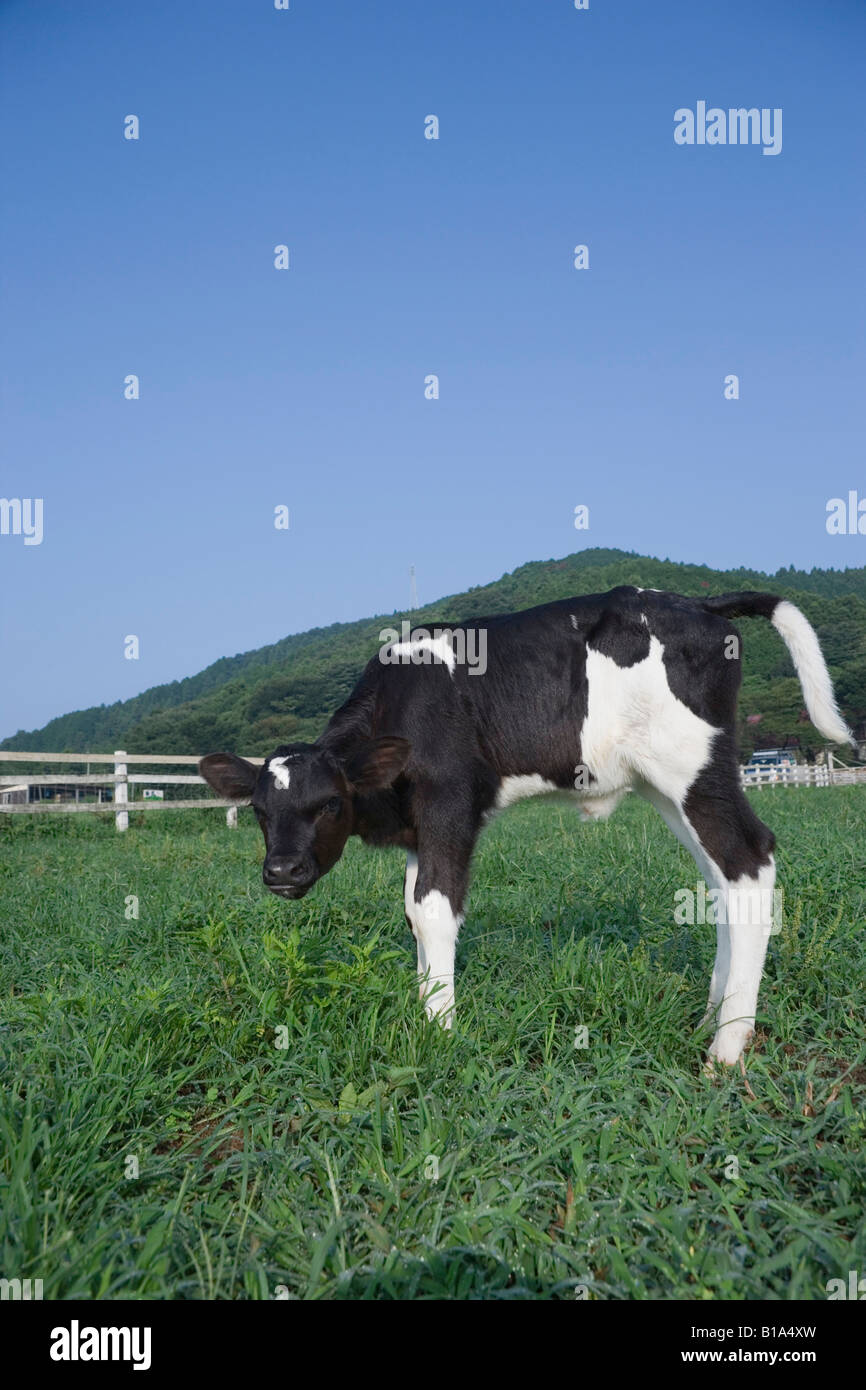 One calf standing Stock Photo - Alamy