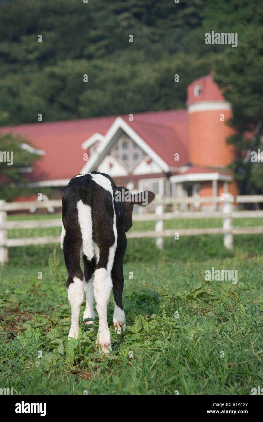Rear of calf hi-res stock photography and images - Alamy