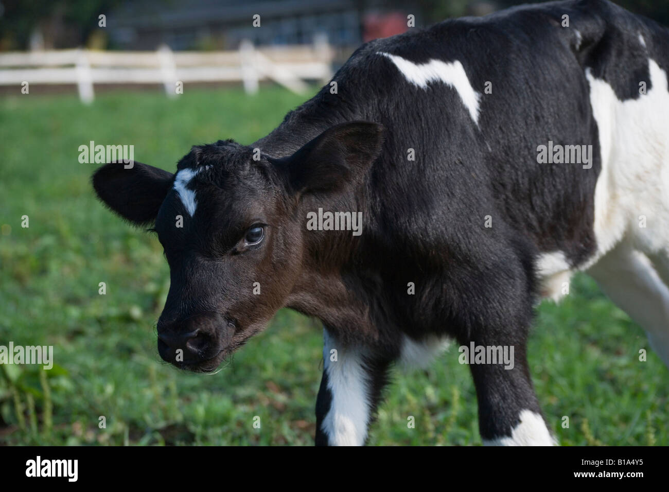 One calf standing Stock Photo - Alamy