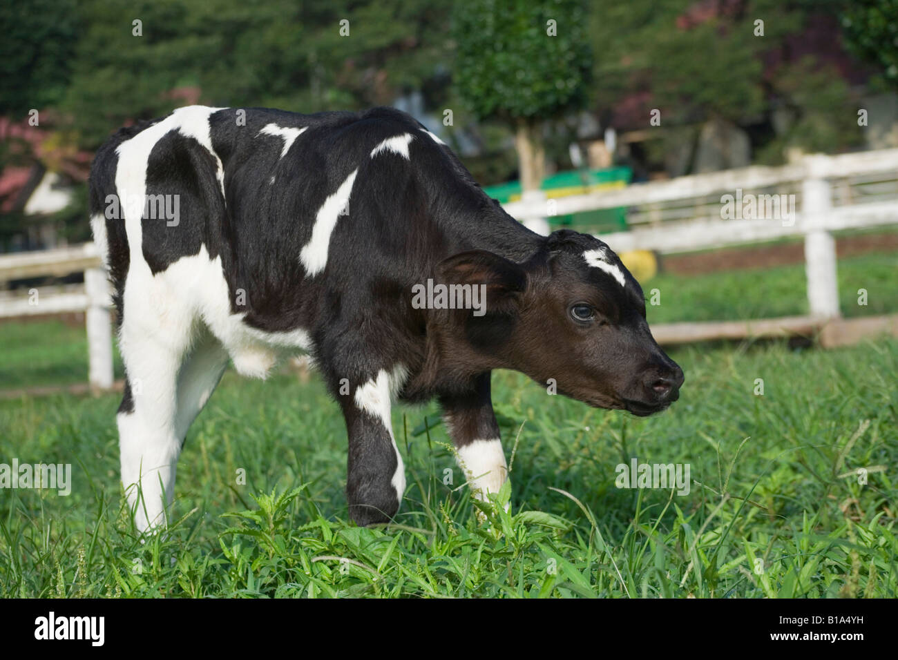 Calf cow hi-res stock photography and images - Alamy