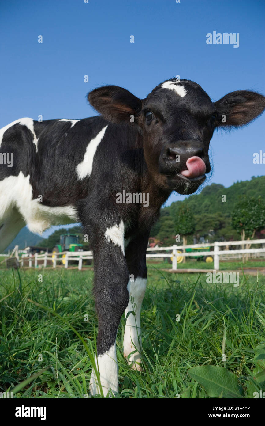 Calf licking nose Stock Photo - Alamy