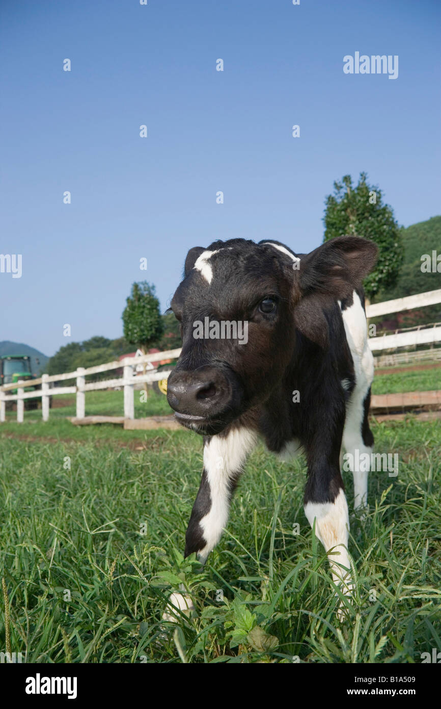 One calf standing Stock Photo - Alamy