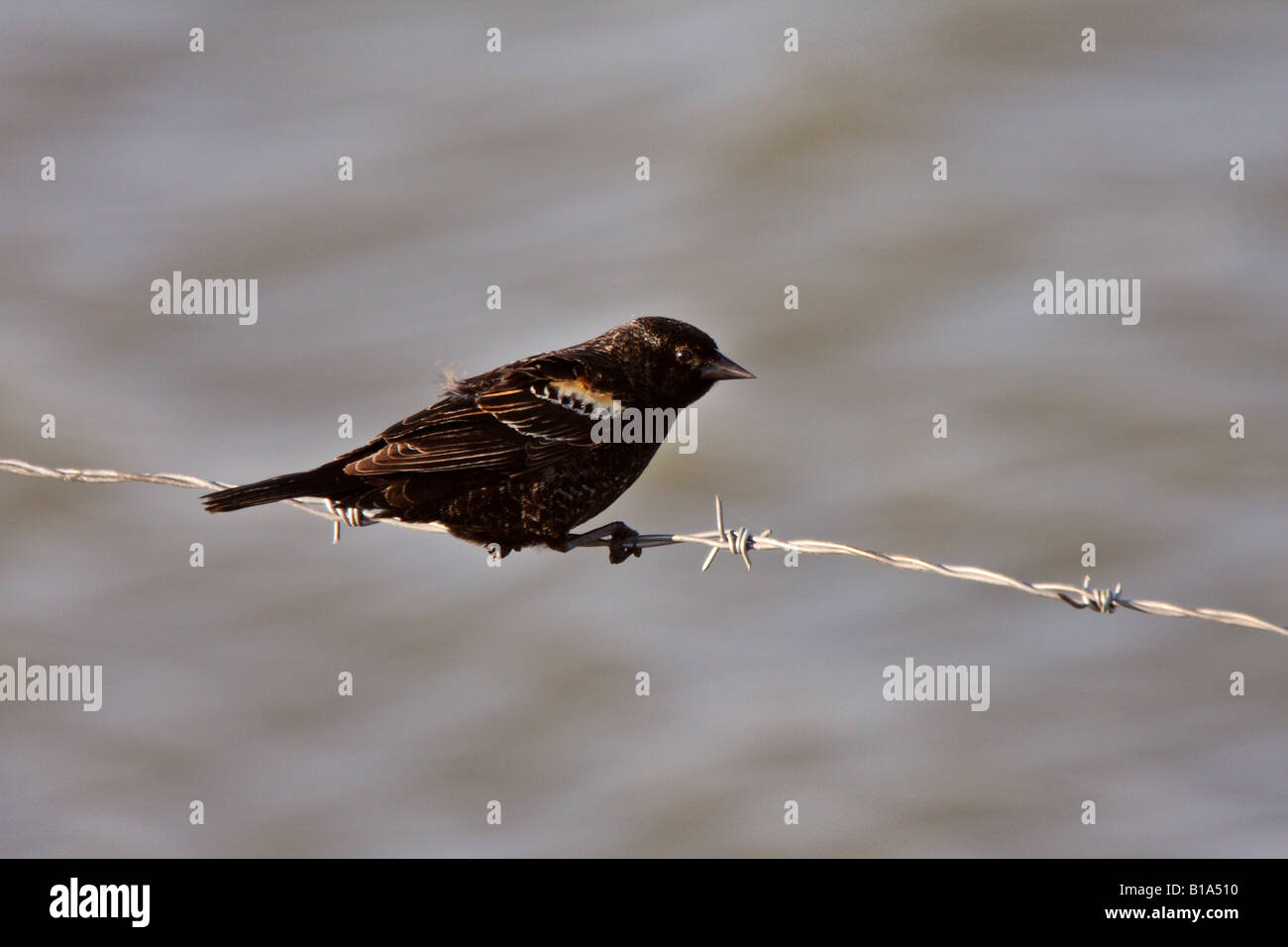 Immature Red Winged Blackbird perched on barbed wire strand Stock Photo ...