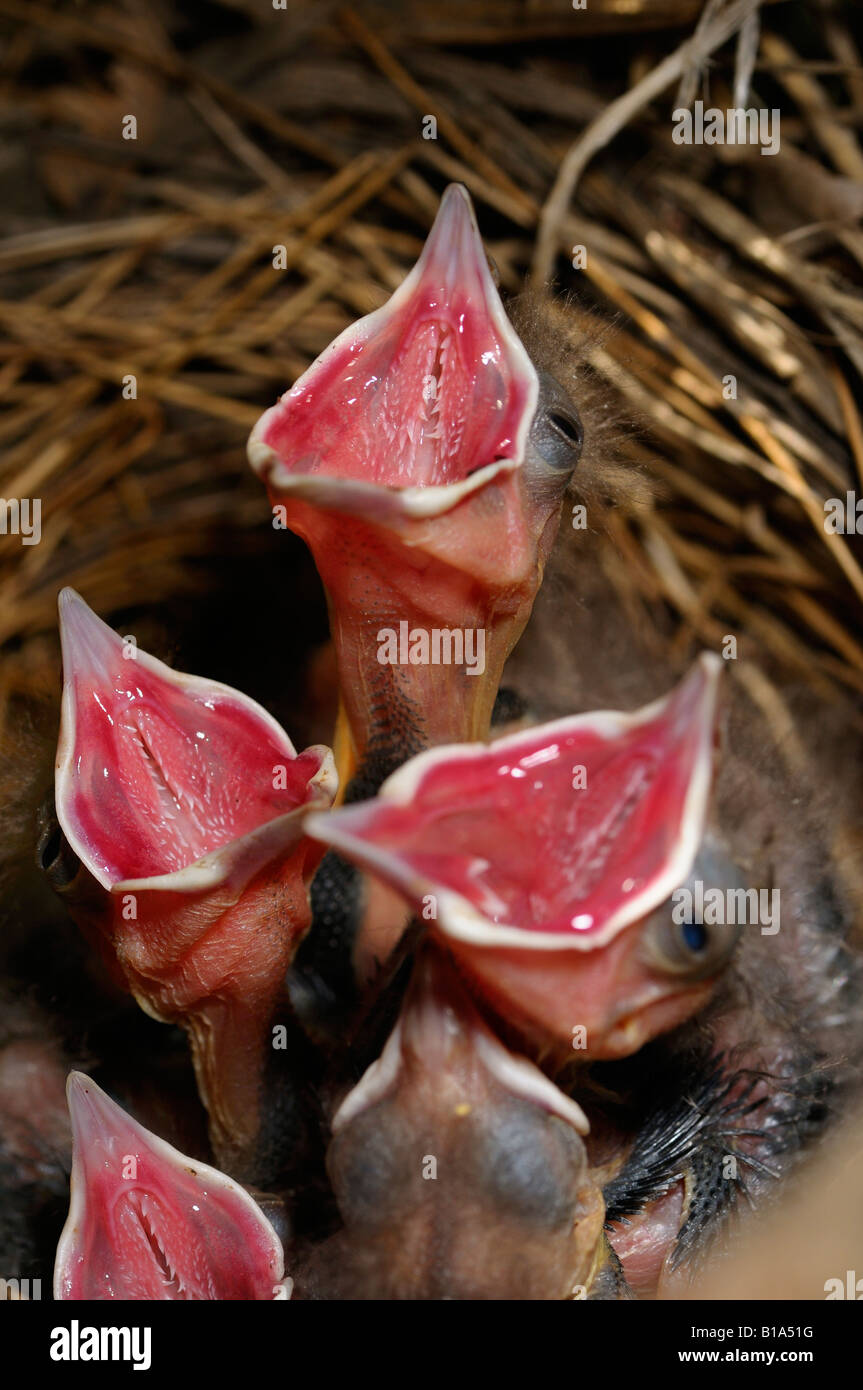 Five Common Grackle hatchlings in nest with red gaping mouths Stock ...