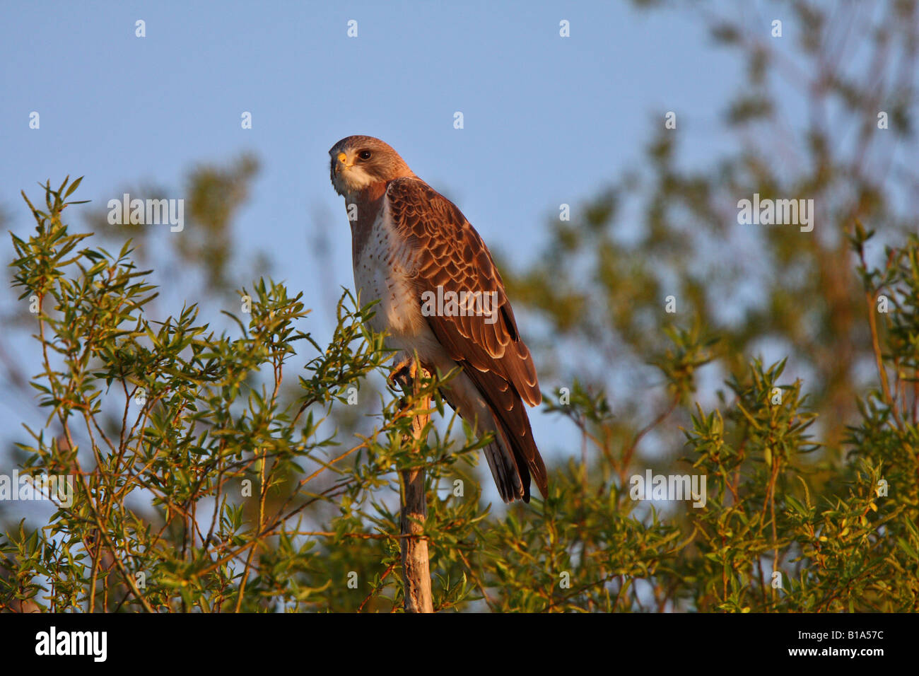 Swainson s Hawk perched on branch end Stock Photo - Alamy