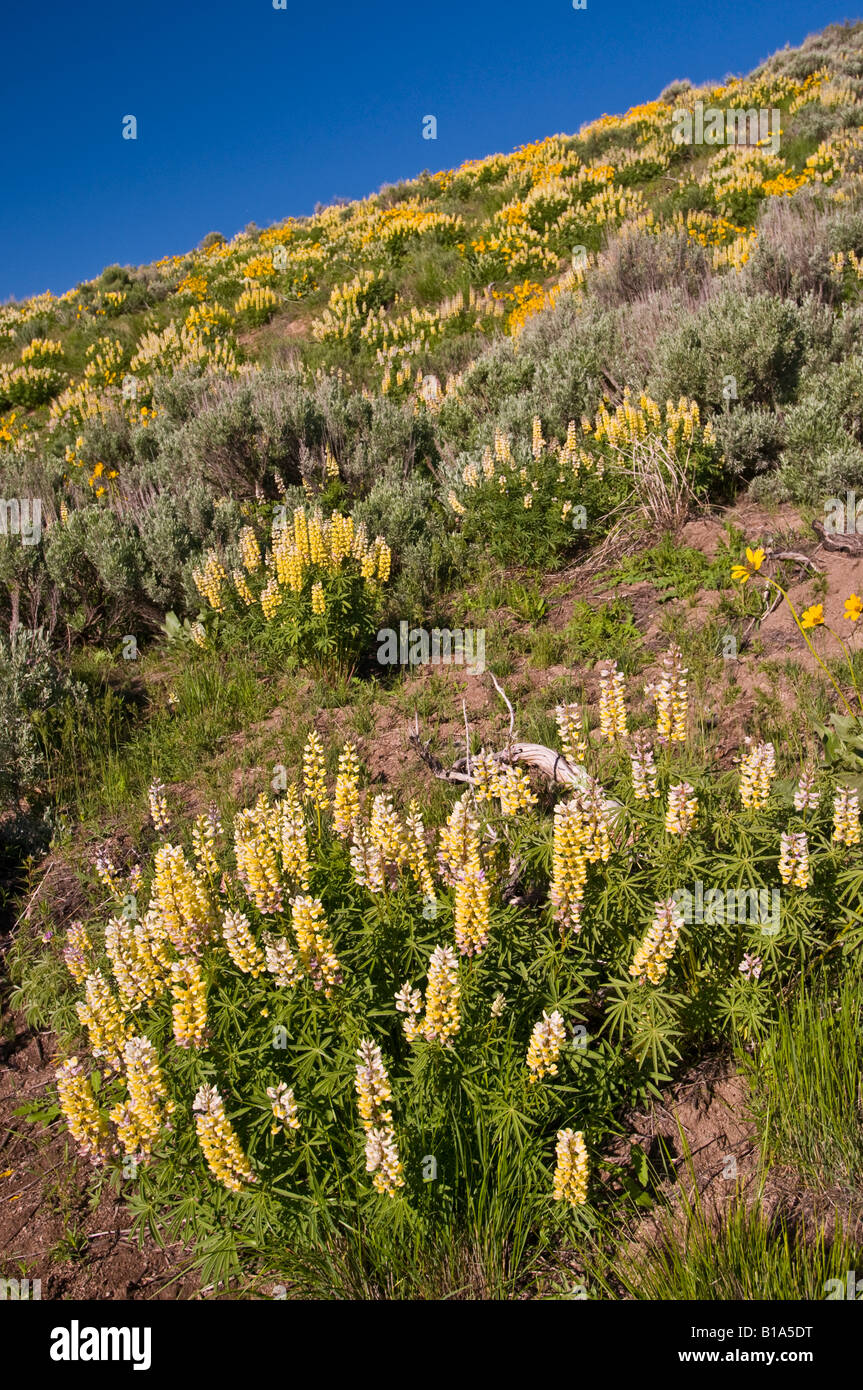 Idaho Camas Prairie The Camas Prairie is a beautiful spot to see ...