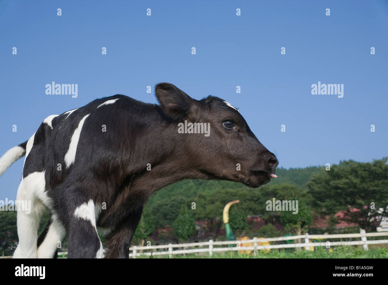 One calf standing Stock Photo - Alamy