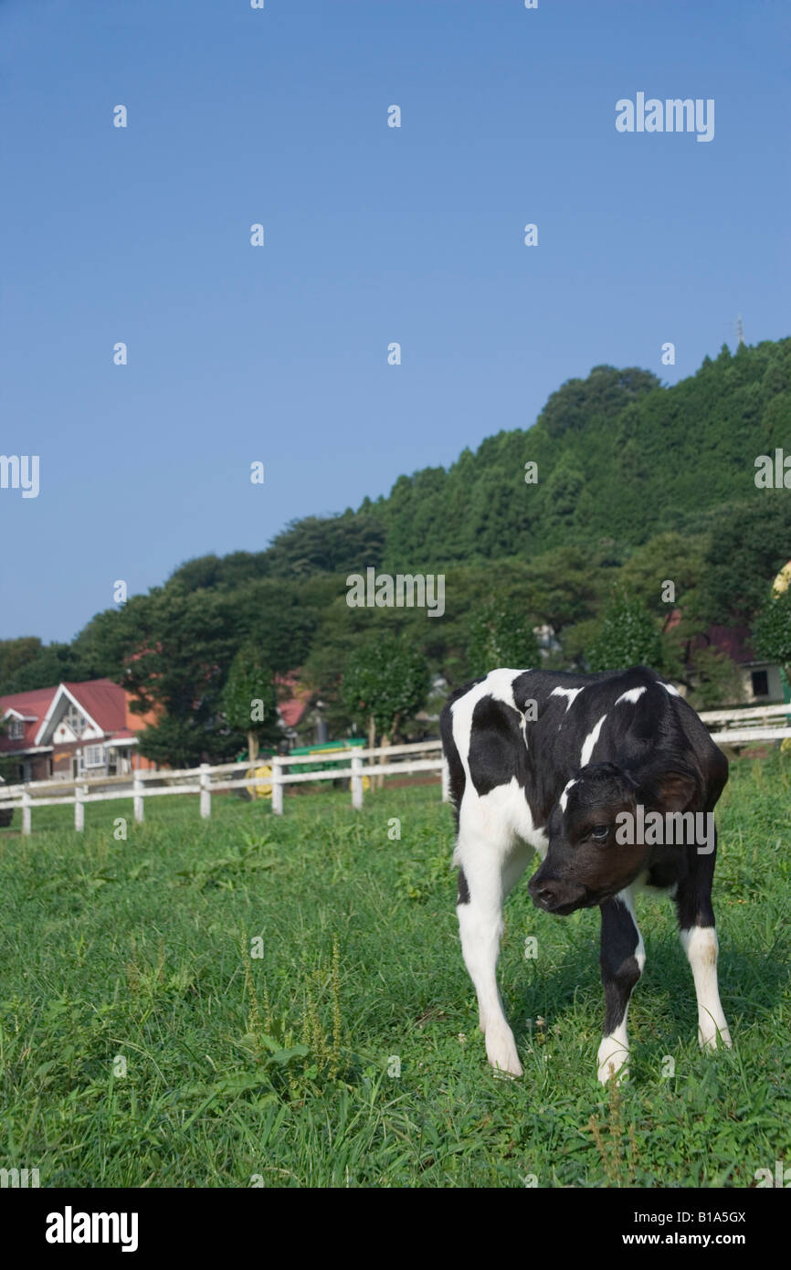 One calf standing Stock Photo - Alamy
