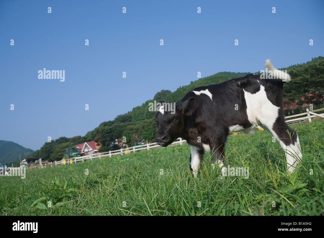 One calf standing Stock Photo - Alamy