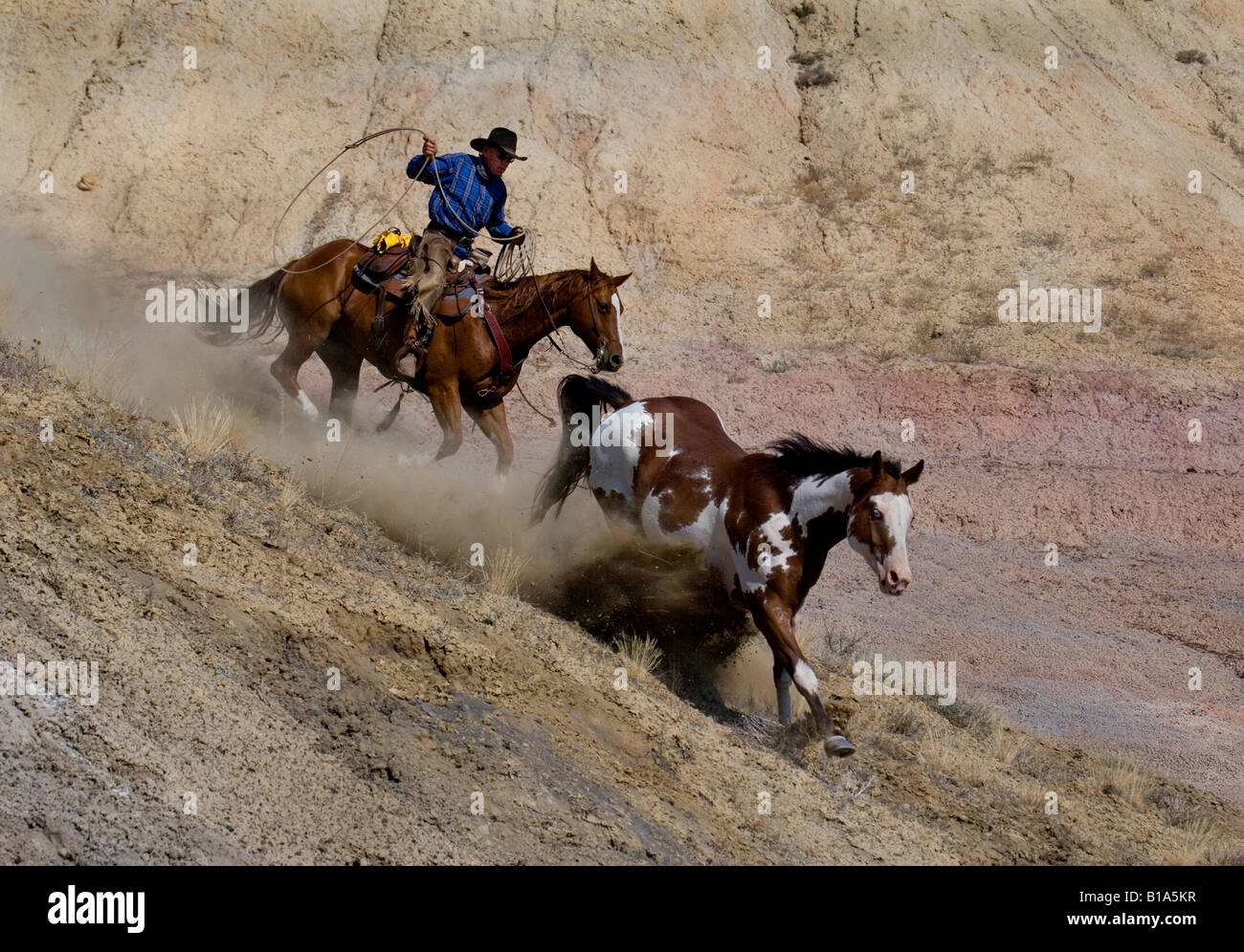 Cowboys roundng up horses hi-res stock photography and images - Alamy