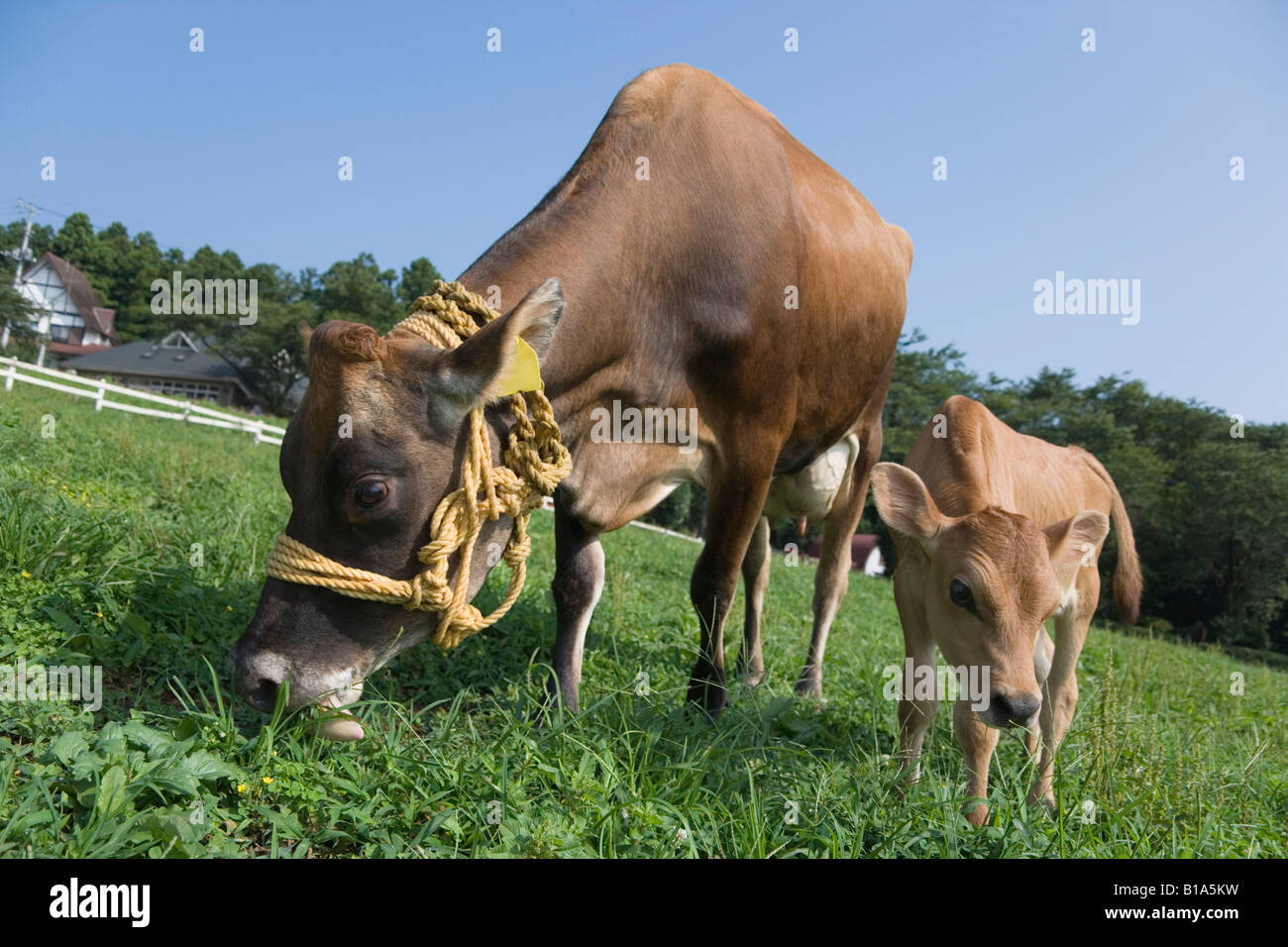 Cow eating grass Stock Photo - Alamy