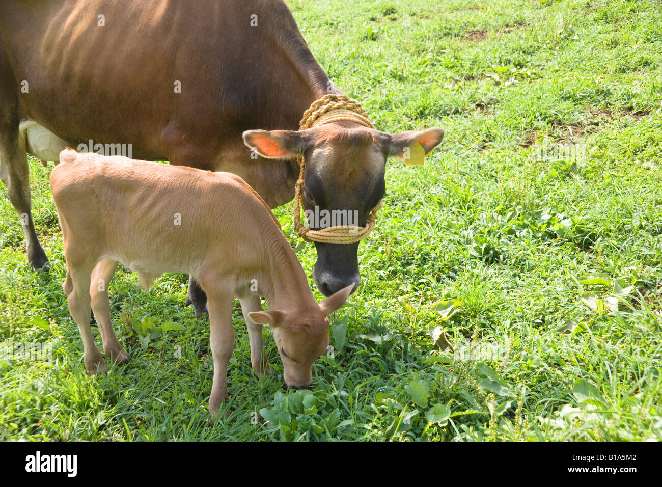 Cow eating grass hi-res stock photography and images - Alamy