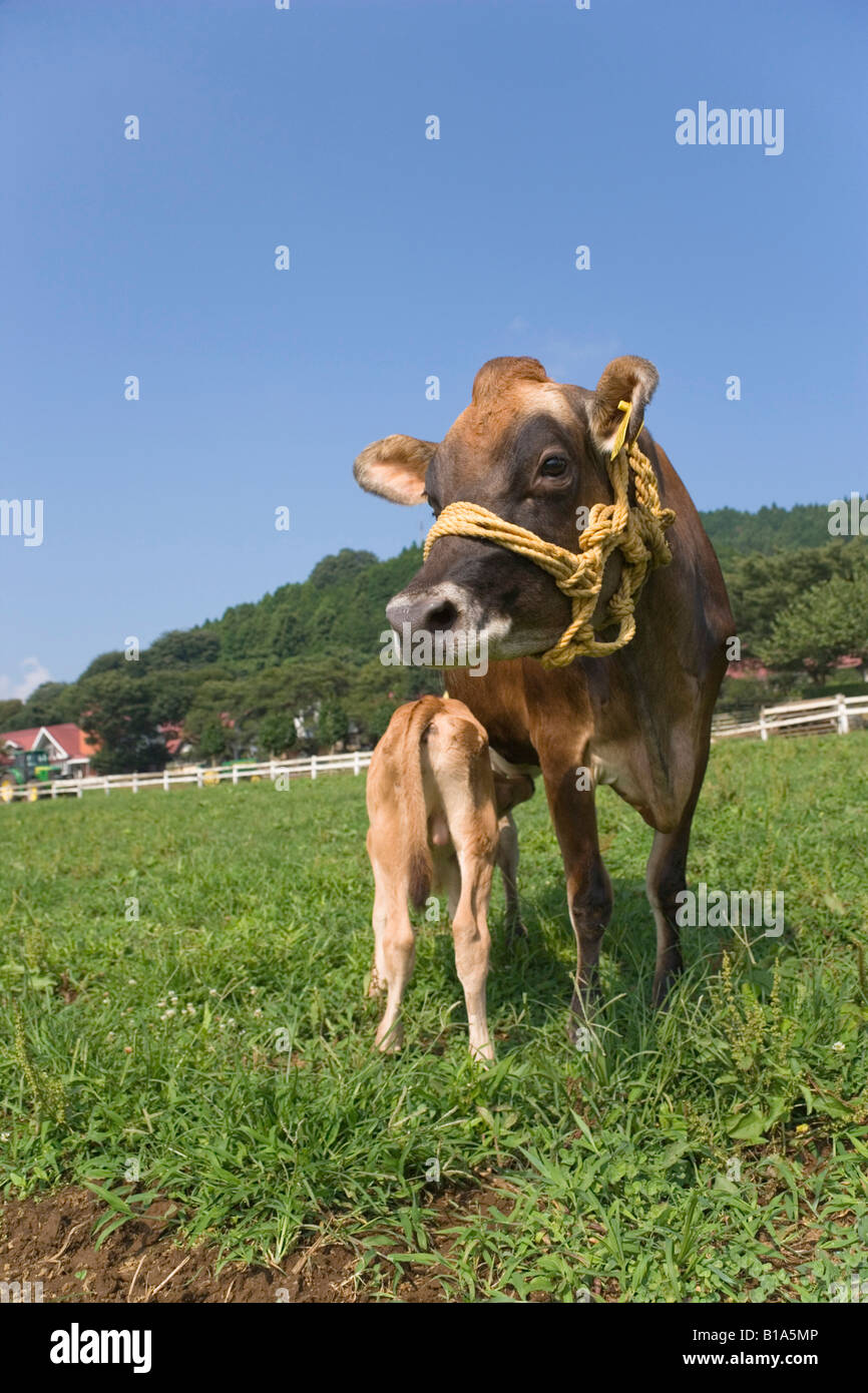 Cow cattle hi-res stock photography and images - Alamy