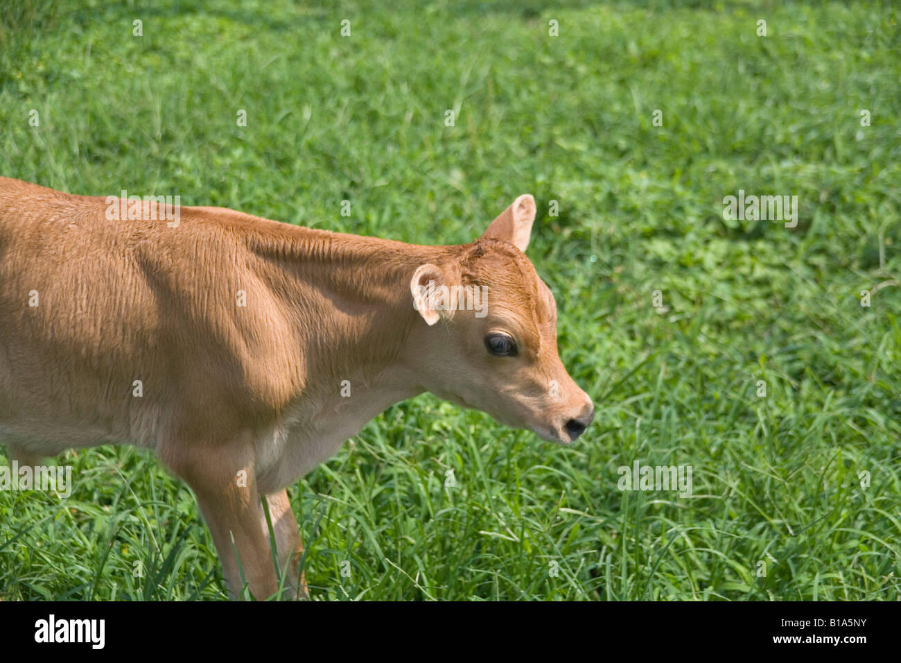 Animal standing up hi-res stock photography and images - Alamy