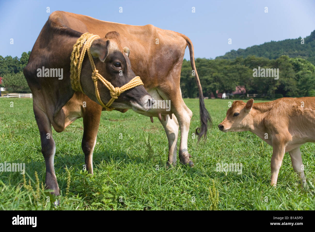 Cow cattle hi-res stock photography and images - Alamy