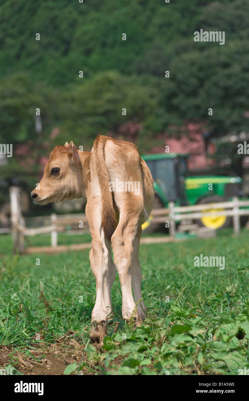 Rear of calf hi-res stock photography and images - Alamy