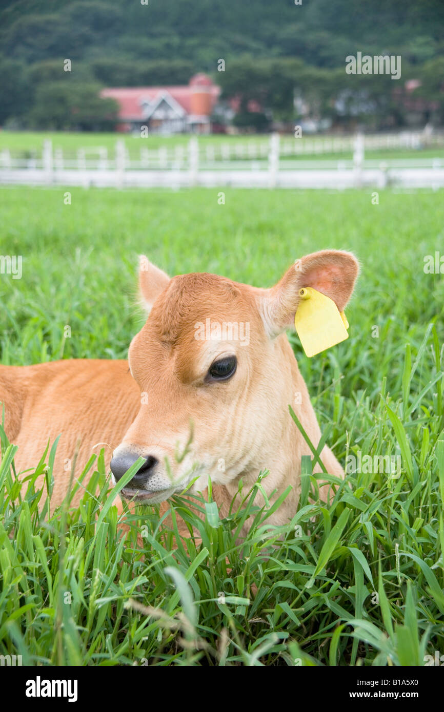 Calf sitting on grass Stock Photo - Alamy