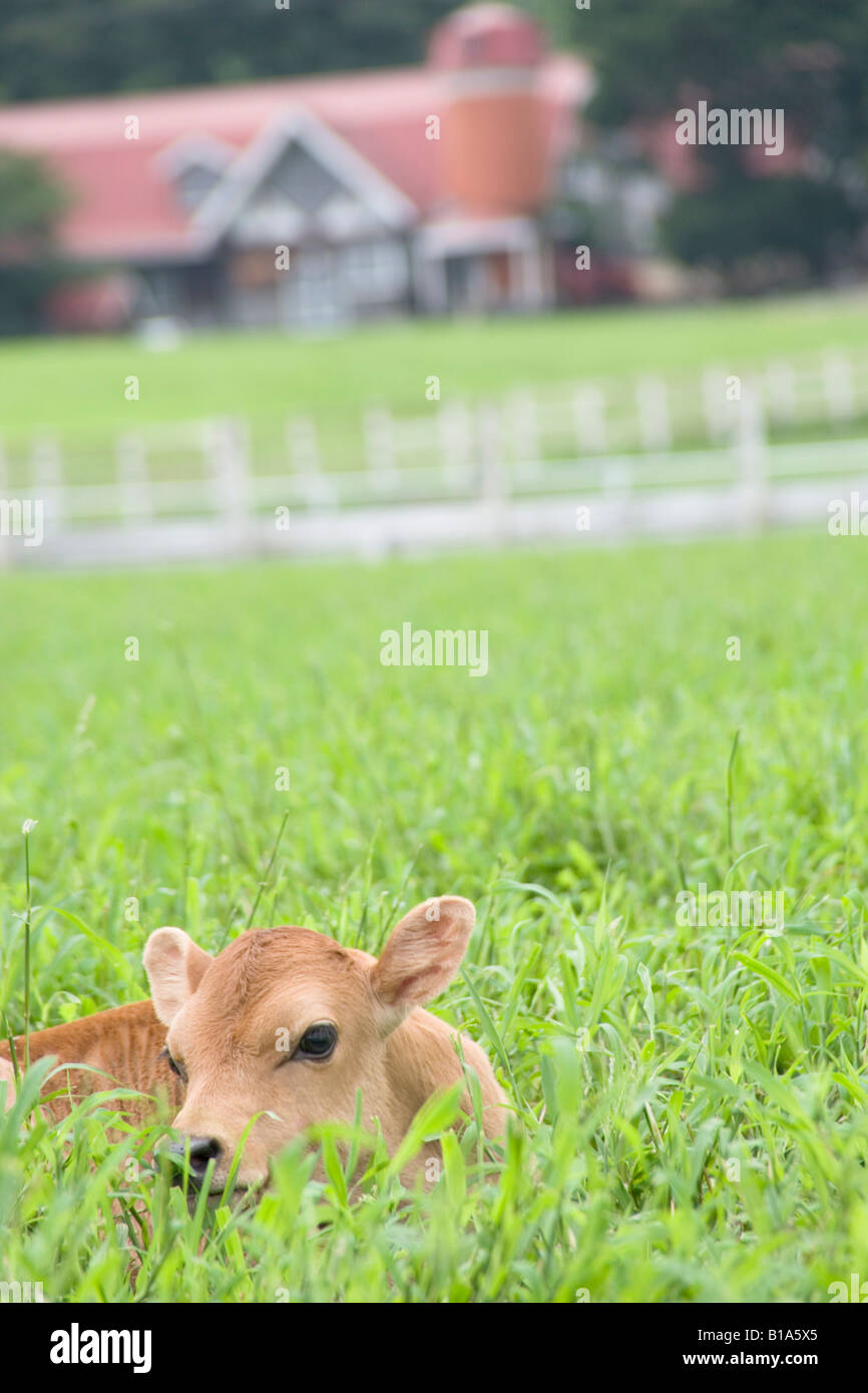 Calf sitting on grass Stock Photo - Alamy