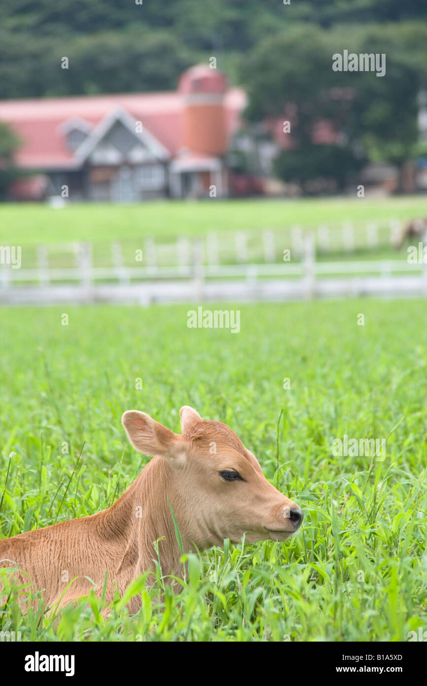 Calf sitting on grass Stock Photo - Alamy