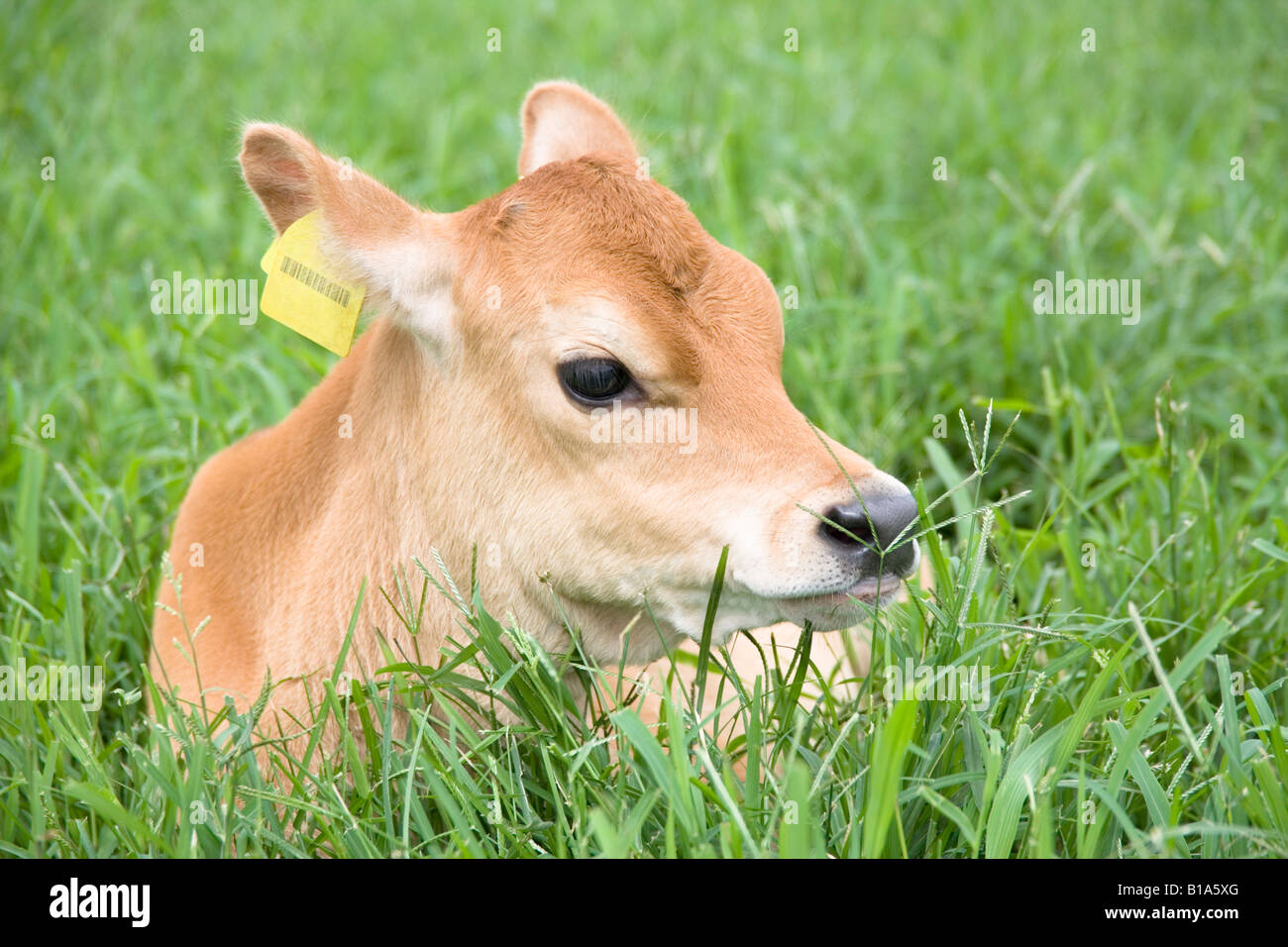 Calf sitting on grass Stock Photo - Alamy