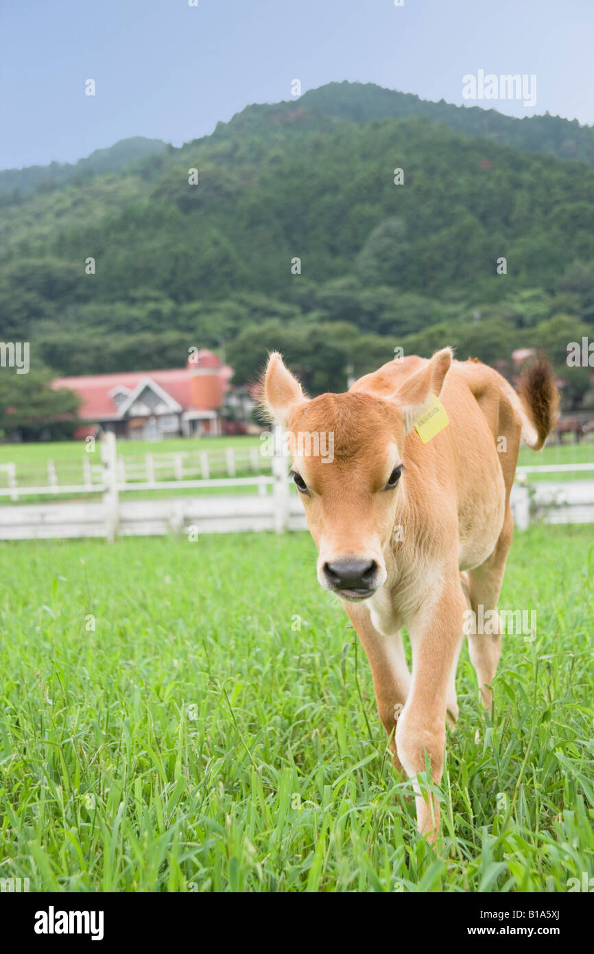 Calf walking on grass Stock Photo - Alamy
