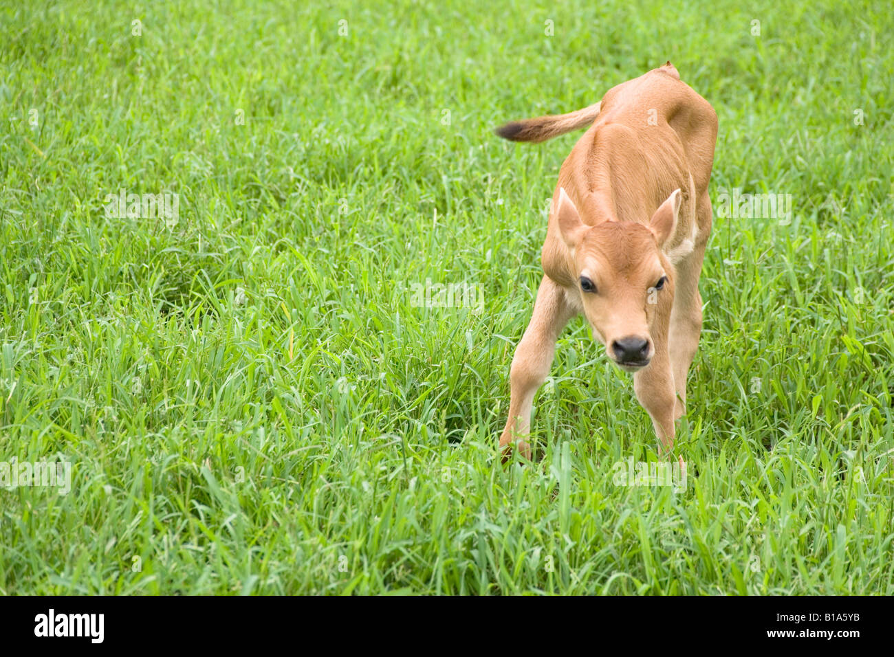Calf walking on grass Stock Photo - Alamy