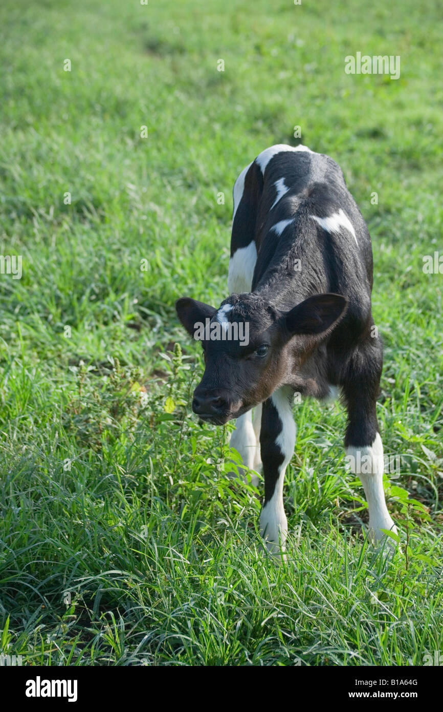 One calf standing Stock Photo - Alamy