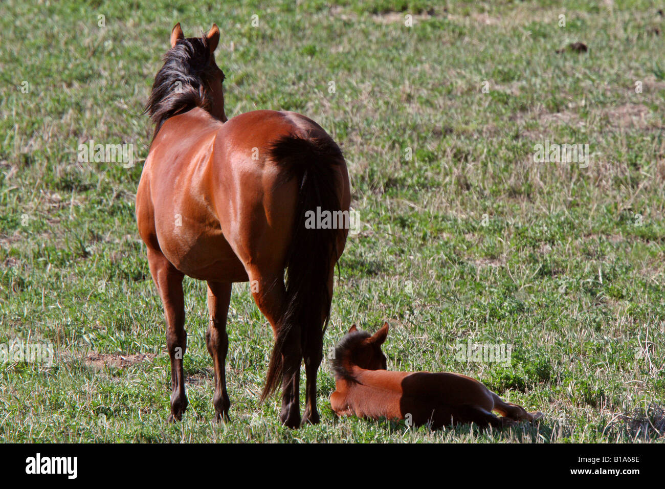 Mare with resting foal in pasture Stock Photo - Alamy