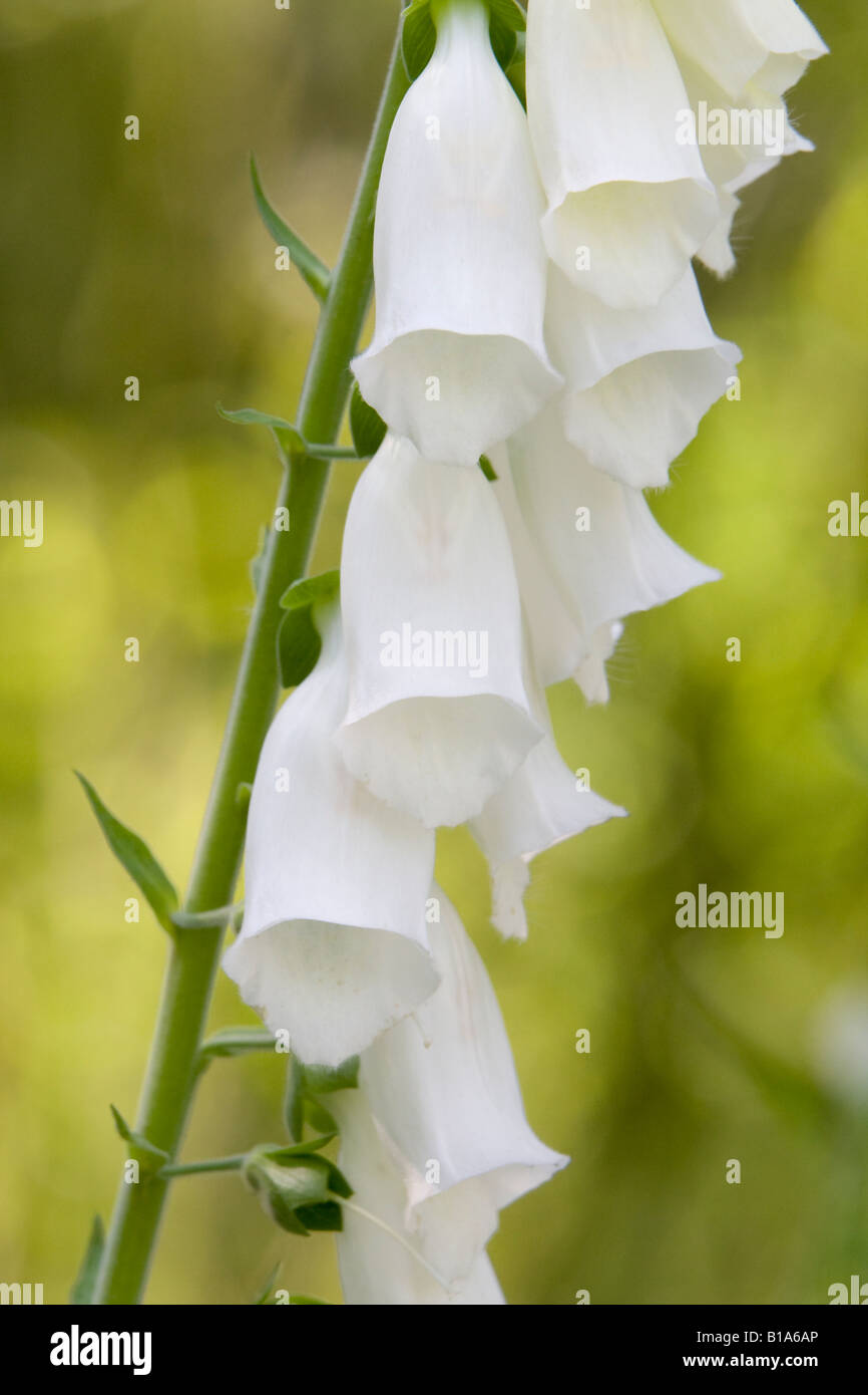 White foxglove Digitalis purpurea London UK summer Stock Photo - Alamy