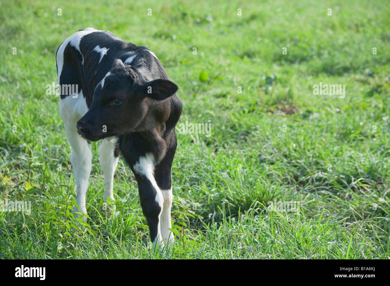 One calf standing Stock Photo - Alamy